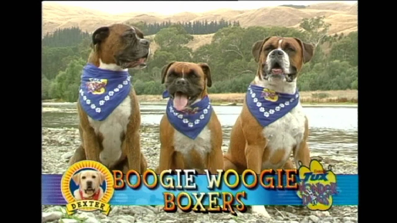 Dexter The Wonder Dog