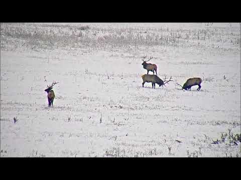 Dancing Elk - YouTube