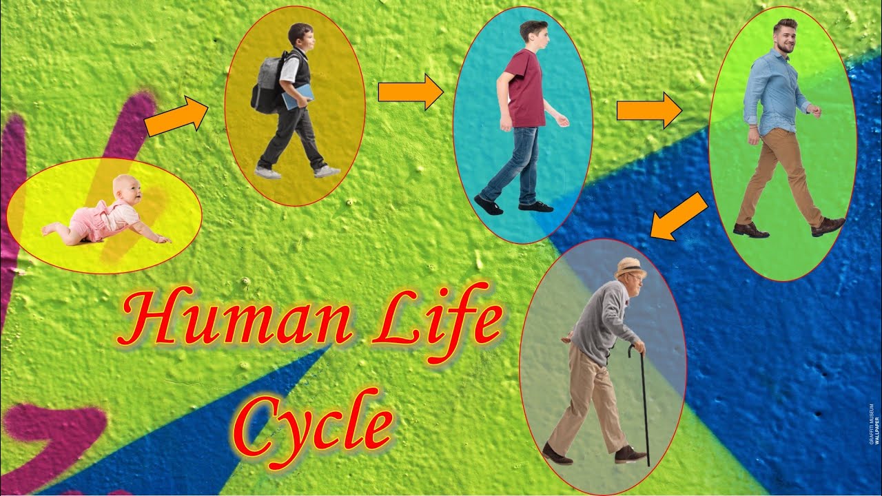 Human Life Cycle - YouTube