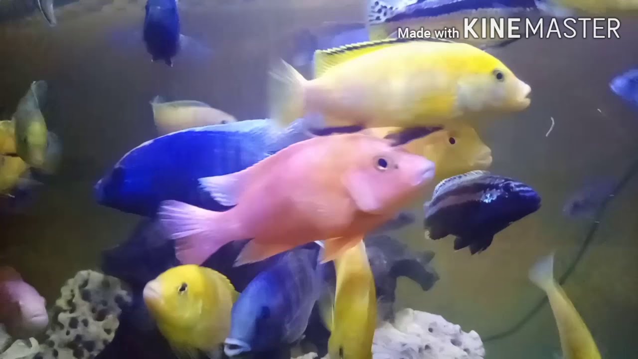 MIXED MALAWI AQUARIUM | HOW TO KEEP MIXED AFRICAN CICHLIDS - YouTube