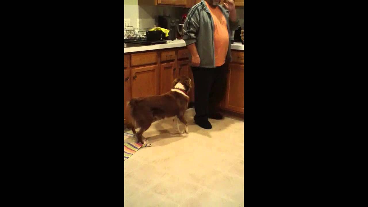 My Dog biting my Dad's butt - YouTube