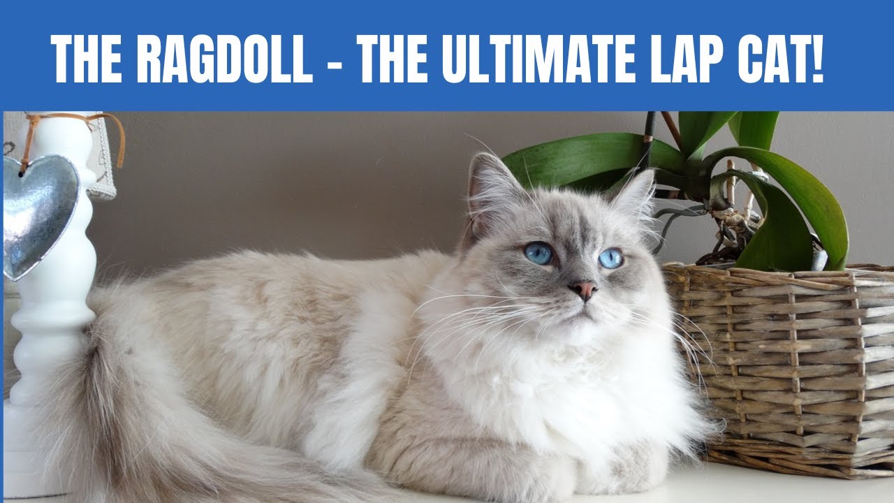 Ragdoll Cats 101 Everything You Need to Know - YouTube