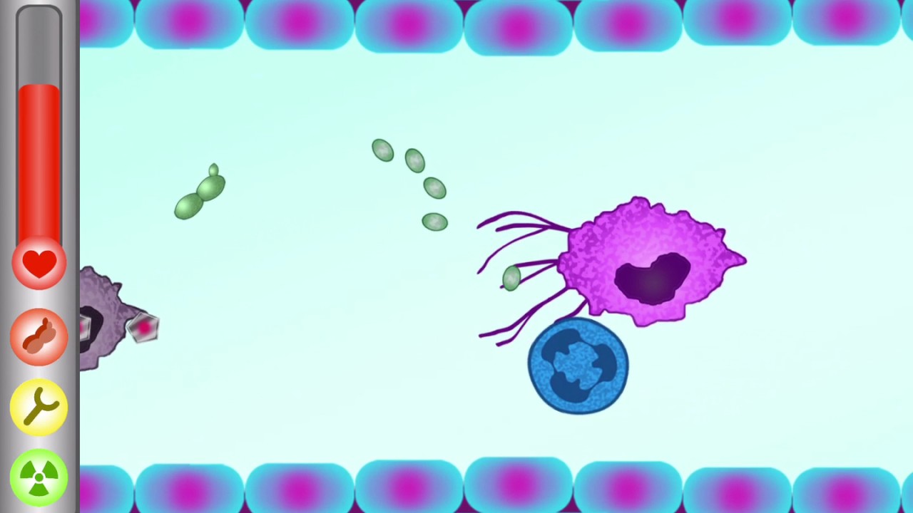 Microbiology game (Killer Fungus Evolution) - YouTube