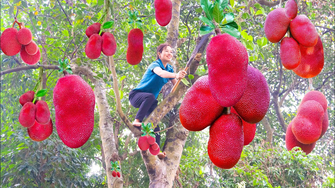 Harvest Giant Red JackFruit (Thai Jackfruit) go to the market sell - Cook Delicious fried ...