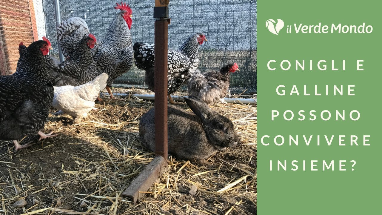 Conigli e galline possono convivere insieme? - YouTube