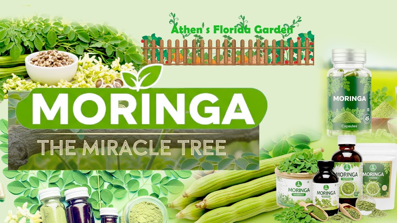 Moringa Oleifera,/Miracle tree /Tree of life - YouTube