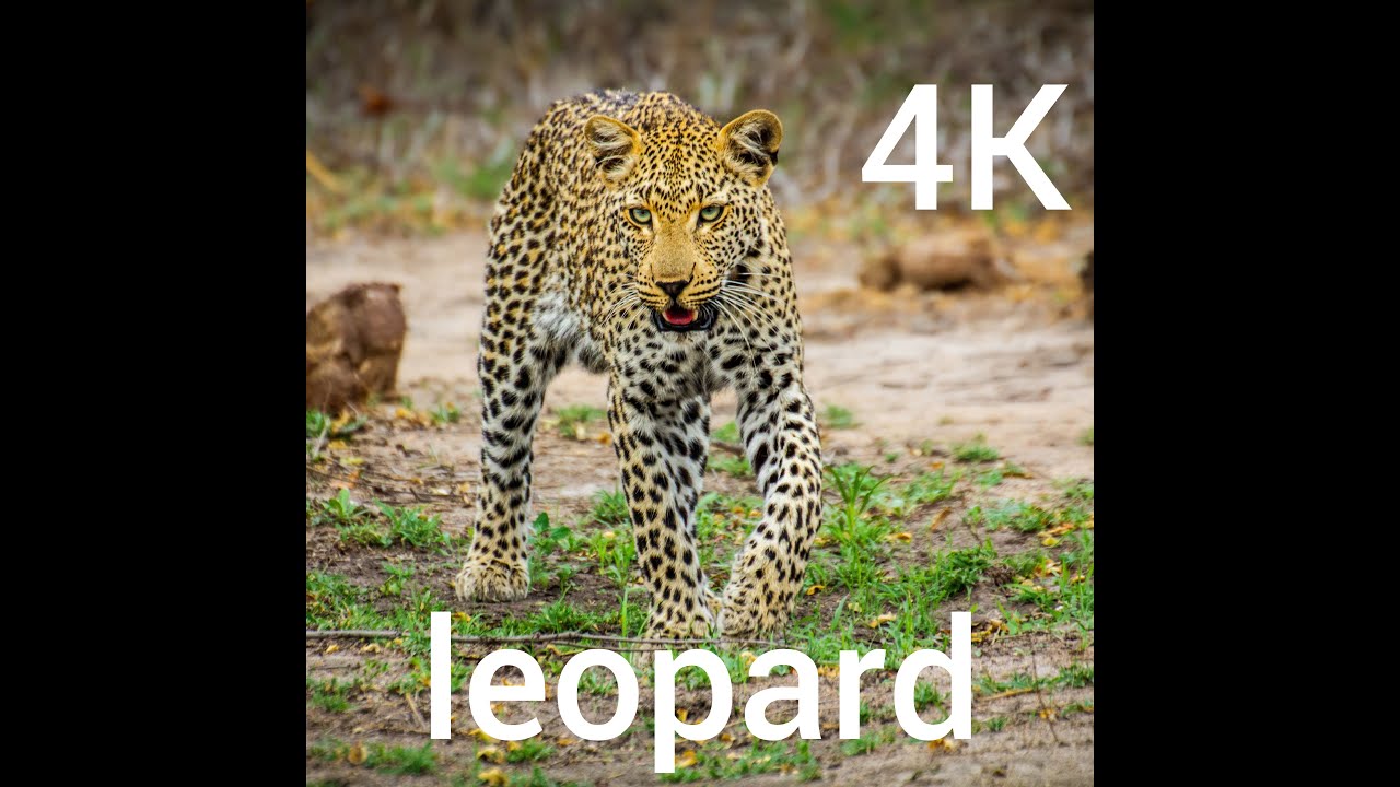 Everything you need to know about the swift and beautiful leopard ...
