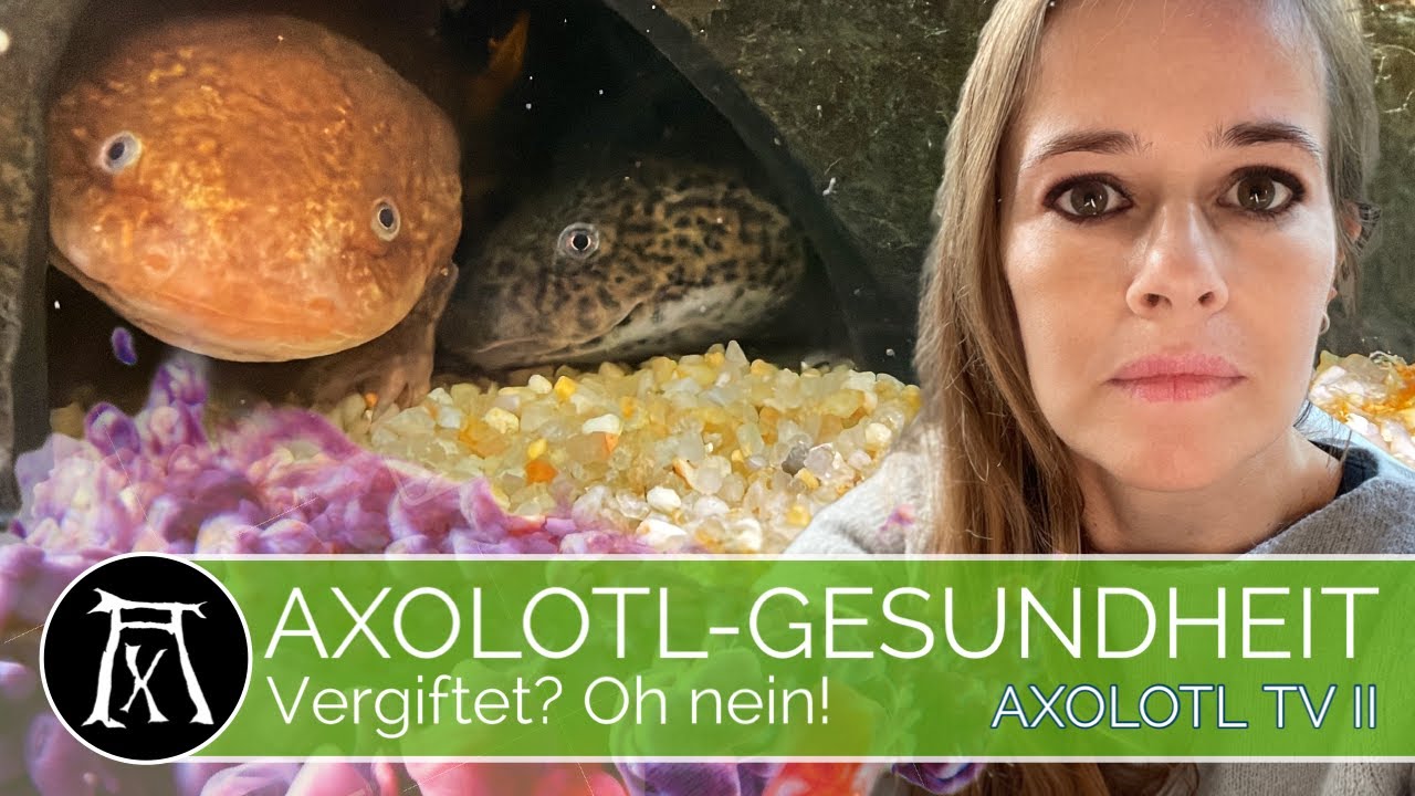 Vergiftungen beim Axolotl. Mach DAS auf keinen Fall! (Intoxikation ...