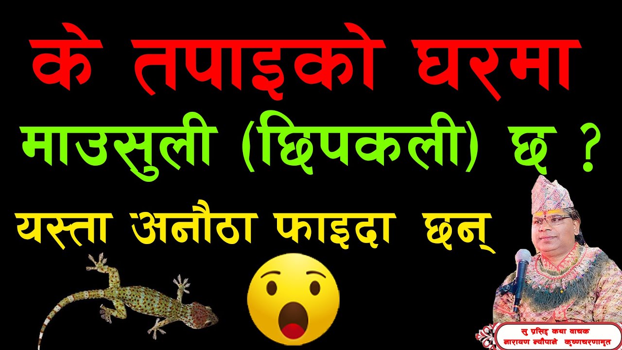 घरमा माउसुली (छिपकली) छ यस्ता अनौठा फाइदा छन् mausuli xan yasta xan ...