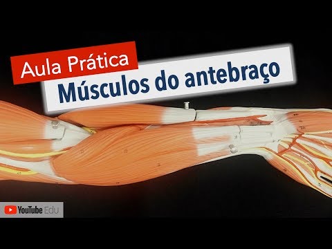Músculos do Antebraço: Sistema Muscular | Anatomia e etc