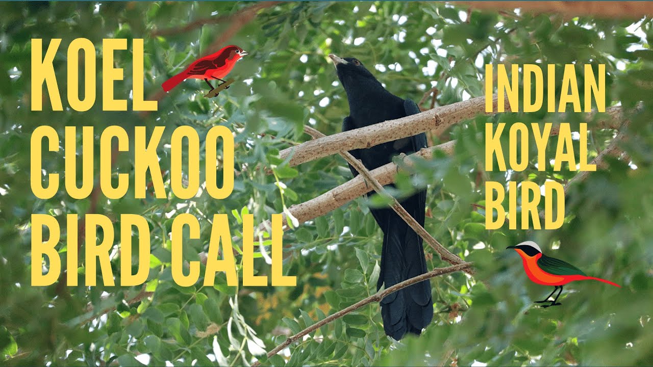 Koel Cuckoo Bird Call 👉 Indian Koyal Bird Sound - YouTube
