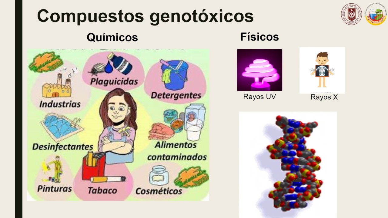 CIGyA-UATx.-Conferencia-10- Vicia faba como biomonitor de contaminates ...