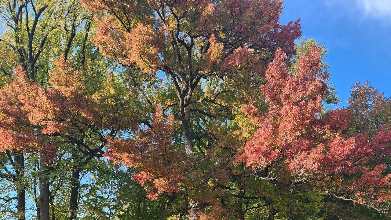 New York Botanical Garden / Fall Autumn Leaves in nyc October 22 - YouTube