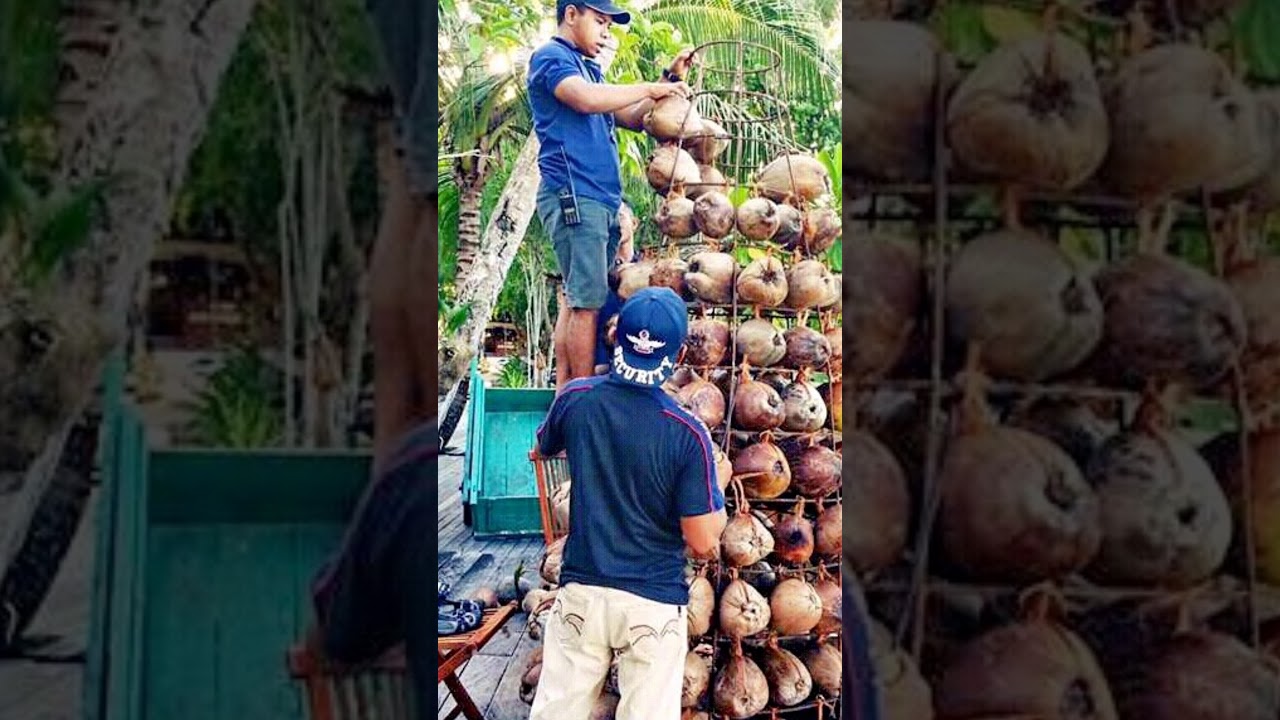 Coconut Christmas Tree - YouTube