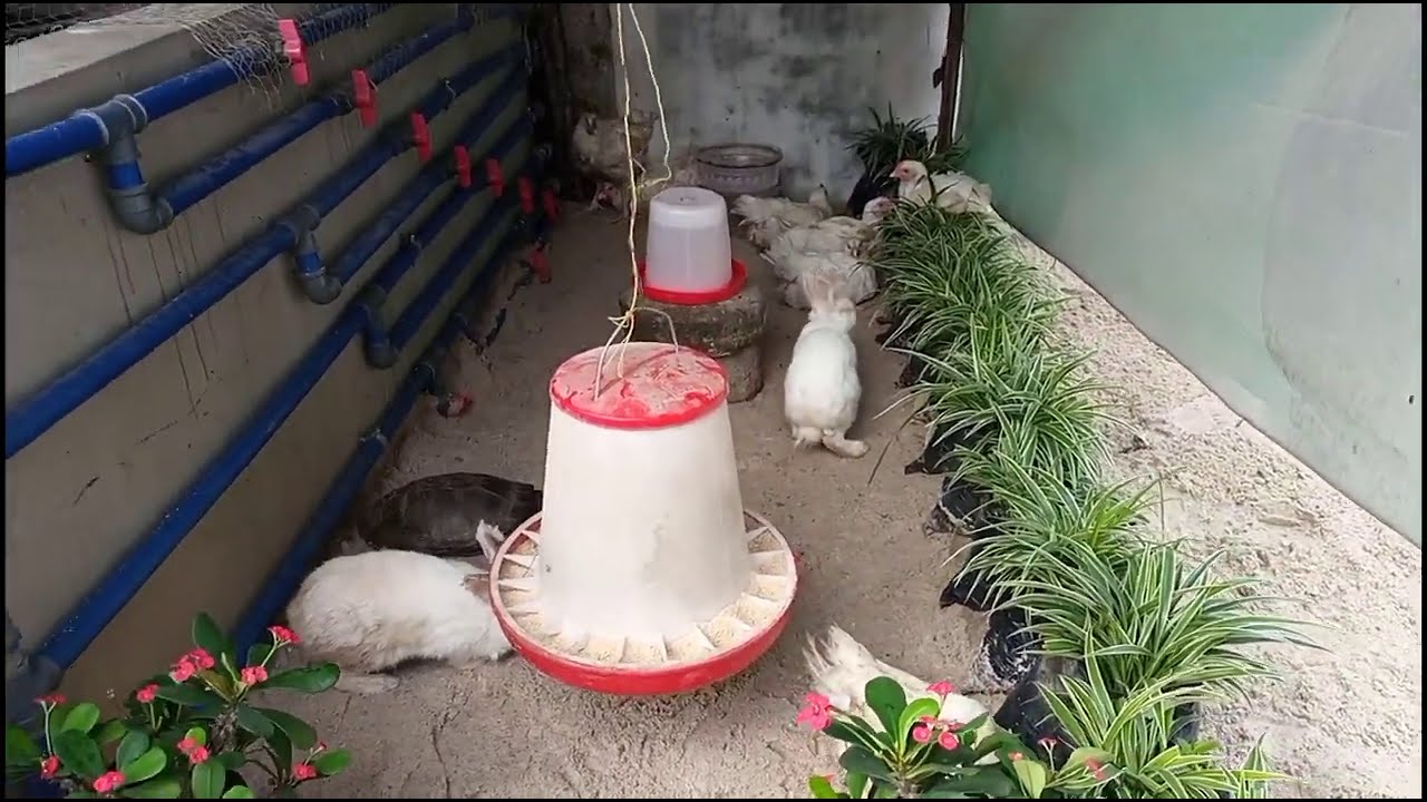 Tortoise, Rabbit, Broiler and Fish Living Together in a Garden / Free ...