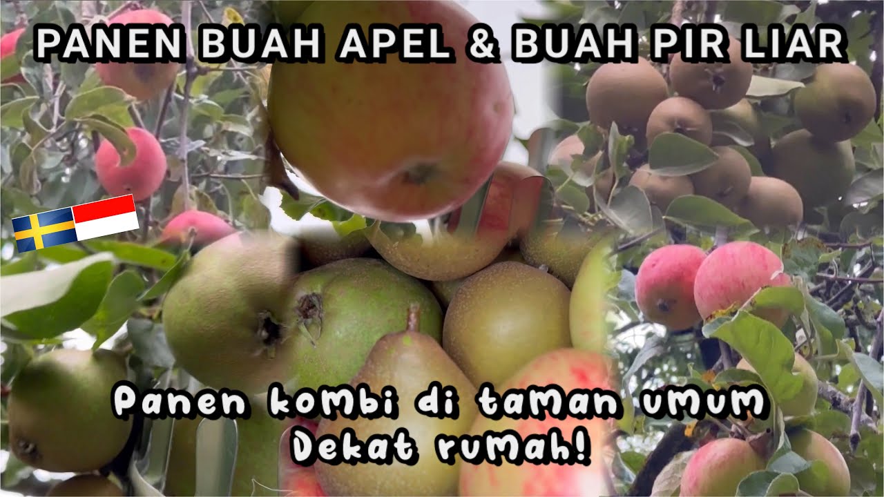 PANEN BUAH PIR DAN BUAH APEL LIAR DI TAMAN UMUM DI IBUKOTA - YouTube