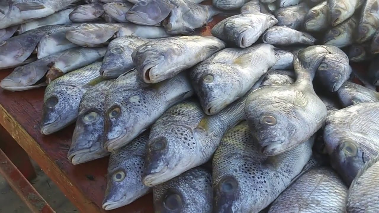 How to check your fish is fresh/lets go fish market/easy to cook/best ...