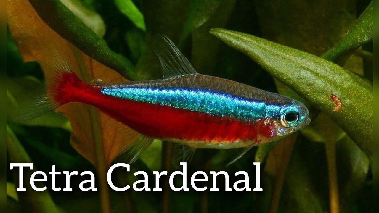 Pez Tetra Cardenal / Ficha técnica y consejos de cuidado - YouTube