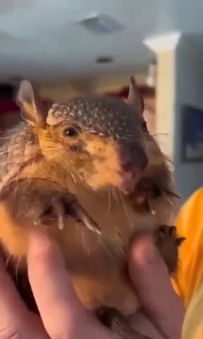 Armadillos crying |#cuteanimals #funnyanimals - YouTube