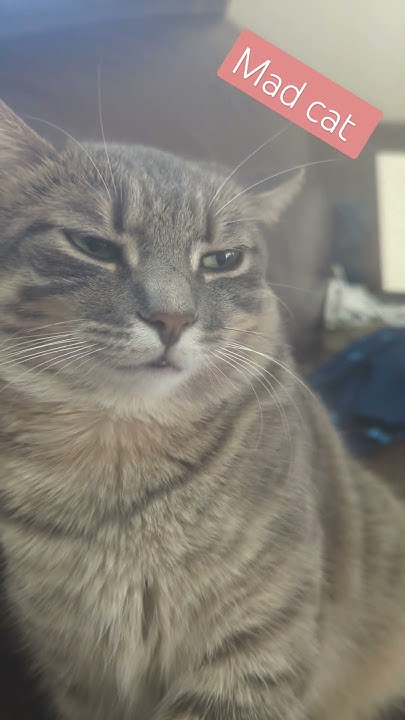 She's mad !!# cat - YouTube