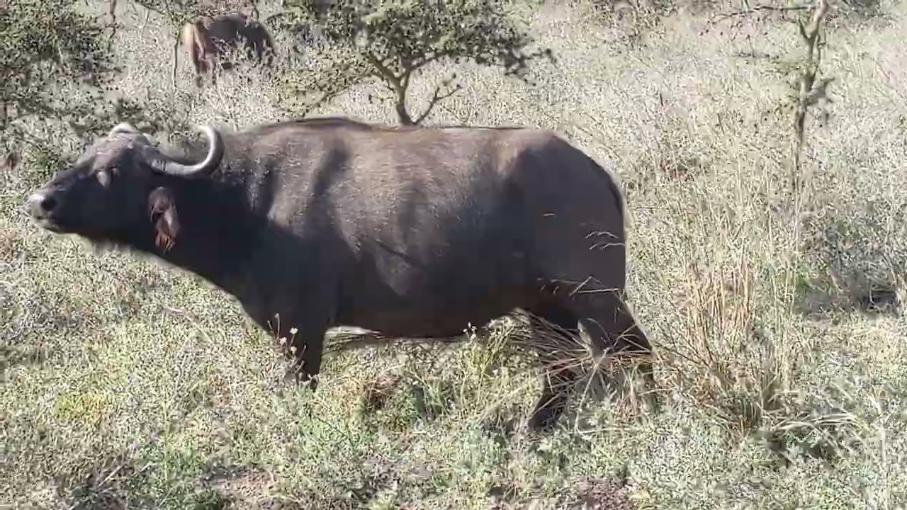 African Buffalo Eating at Nairobi National Park, Nairobi, Kenya, Africa ...