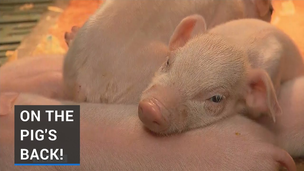 20 piglets born to one sow in Irish village - YouTube