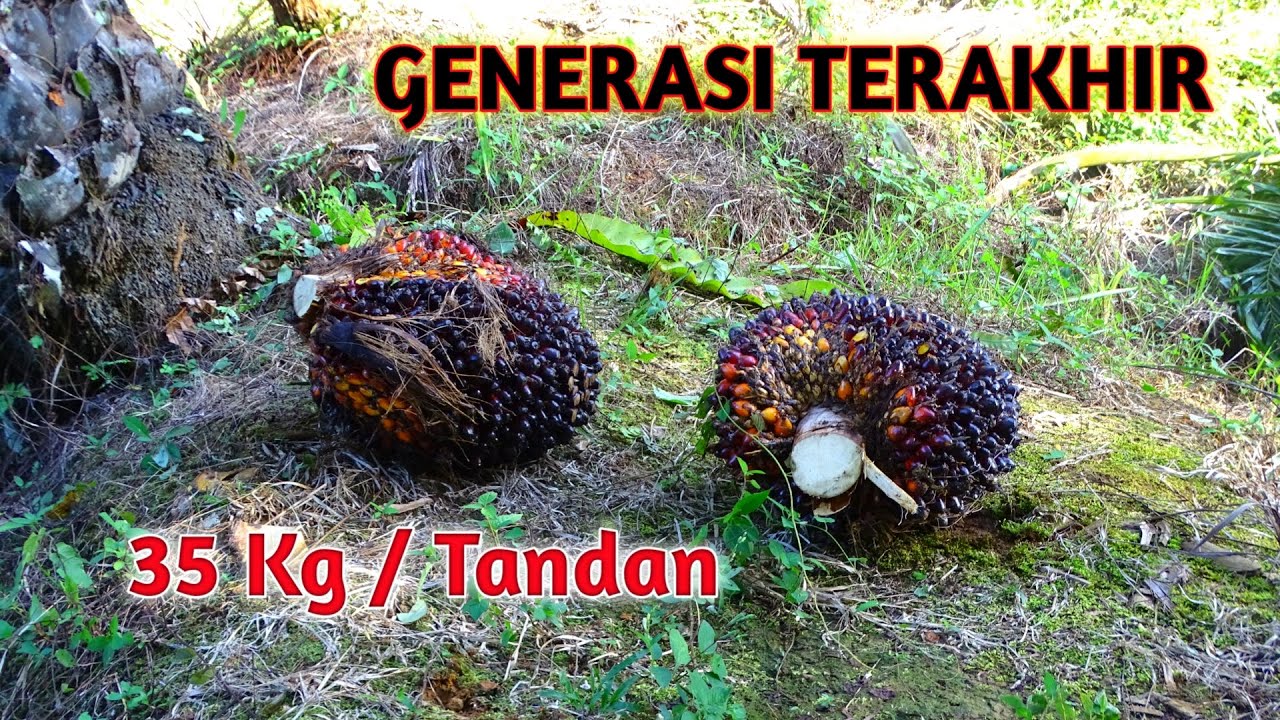 Rata-Rata 35Kg/Tandan || Panen Sawit Generasi Terakhir Jenis Marihat ...