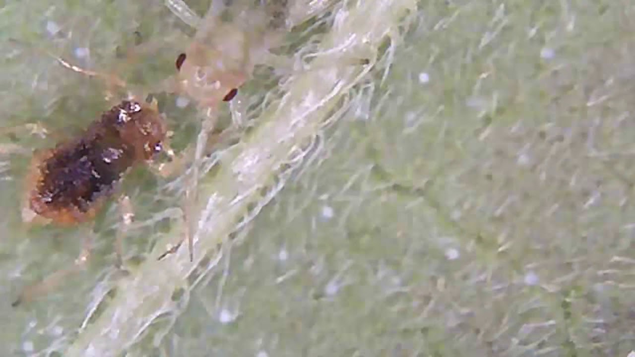 Thrips - YouTube