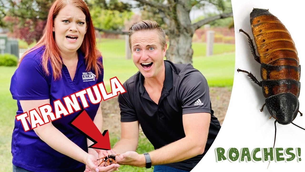 TARANTULA & COCKROACHES In Lady's Hair for Charity!!!! - YouTube