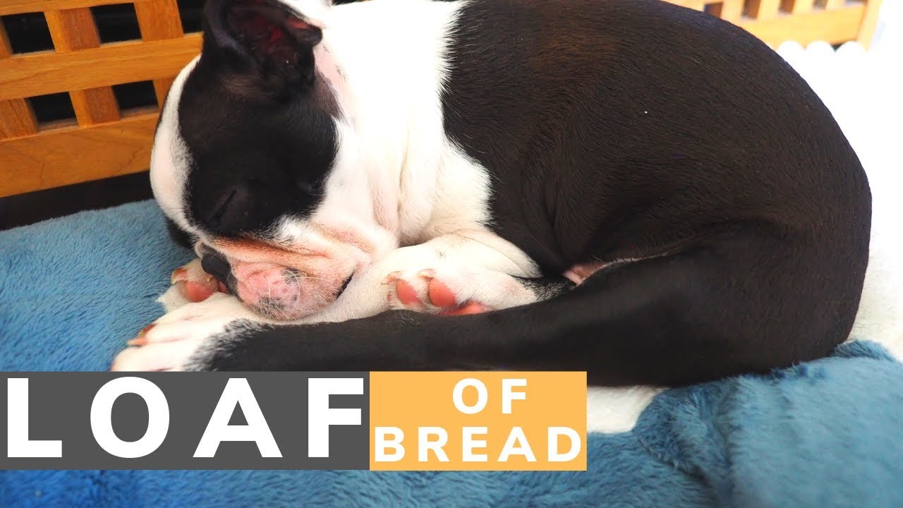 DOG curled up in a ball looking like a LOAF OF BREAD | Adorable puppy ...