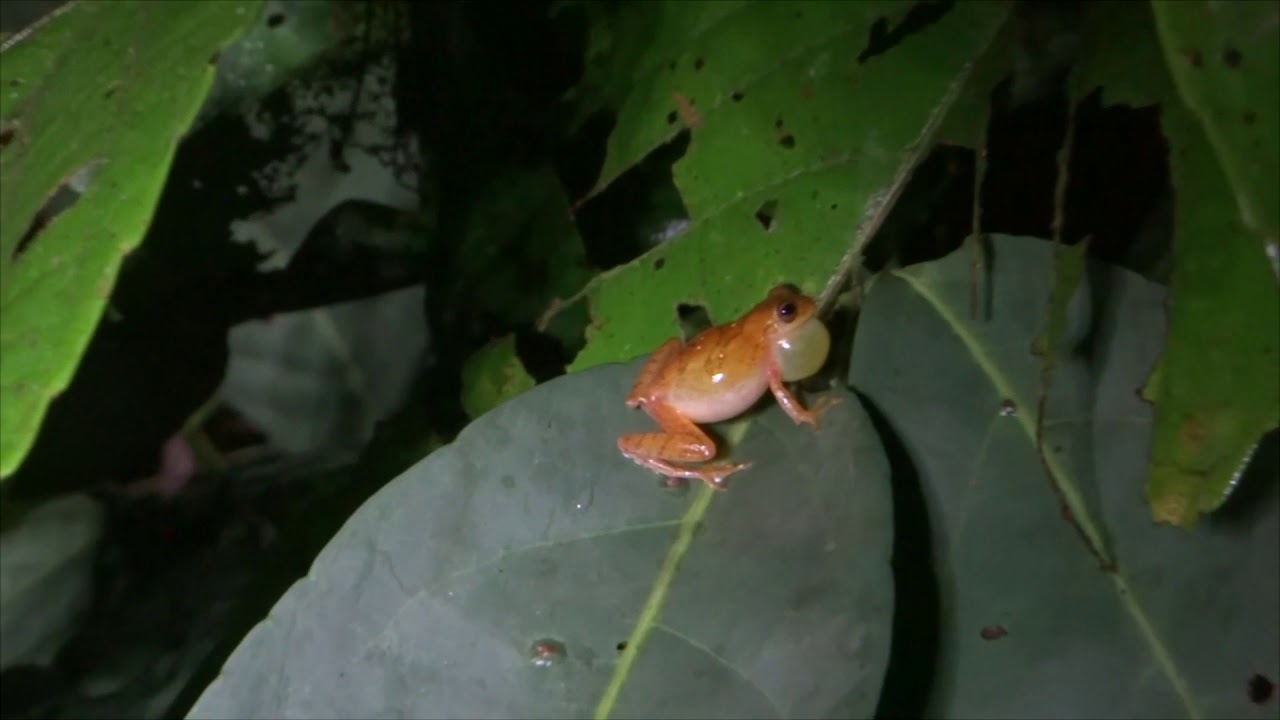 Dendropsophus minutus - YouTube