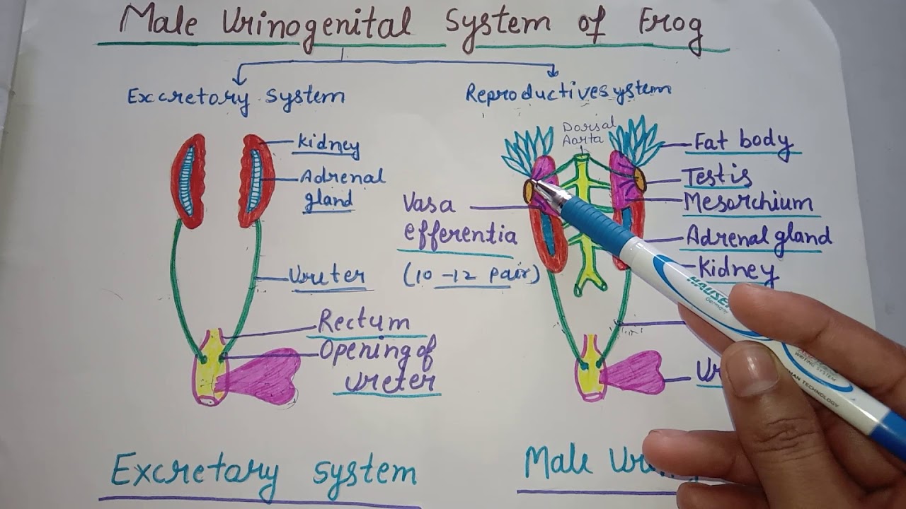 Male Urinogenital System of frog - YouTube