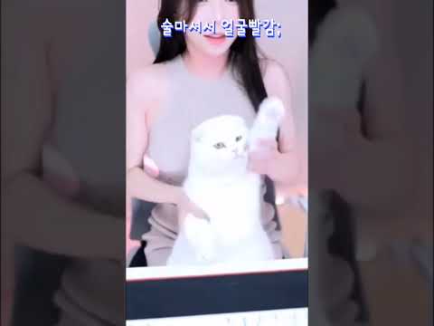 #shorts  #고양이춤  #드러머고양이 #cat #고양이쇼츠 #쇼츠 #bj #플렉스tv #개냥이