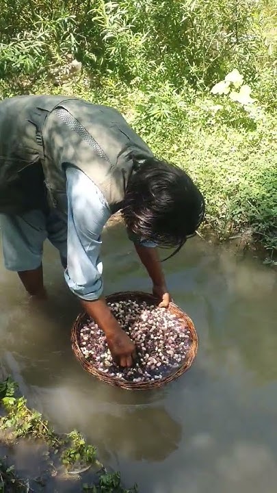 توت در کاپیسا - YouTube