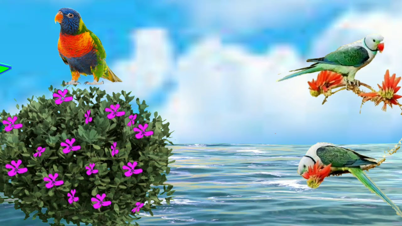 Birds green screen effects 2019 Teelsingh - YouTube