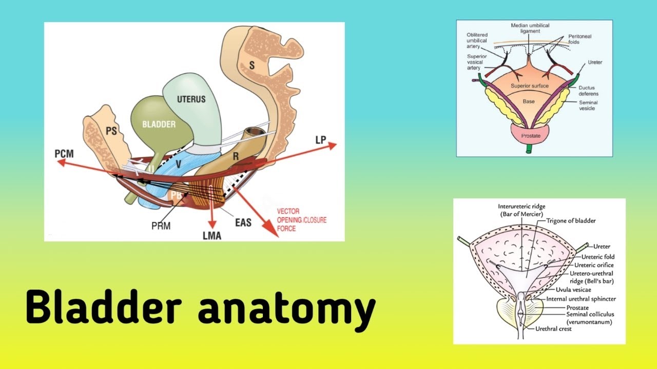 Anatomy of the Urinary Bladder || Location, Relations, Blood Supply and ...