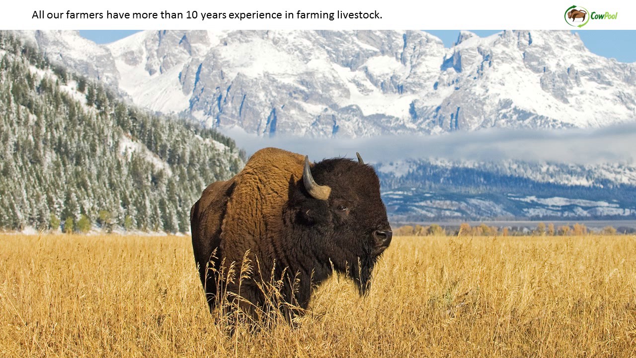 Cowpool - How it works. - YouTube