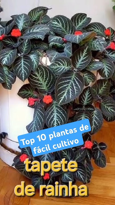 Top 10 plantas de fácil cultivo para decoração de casa - YouTube
