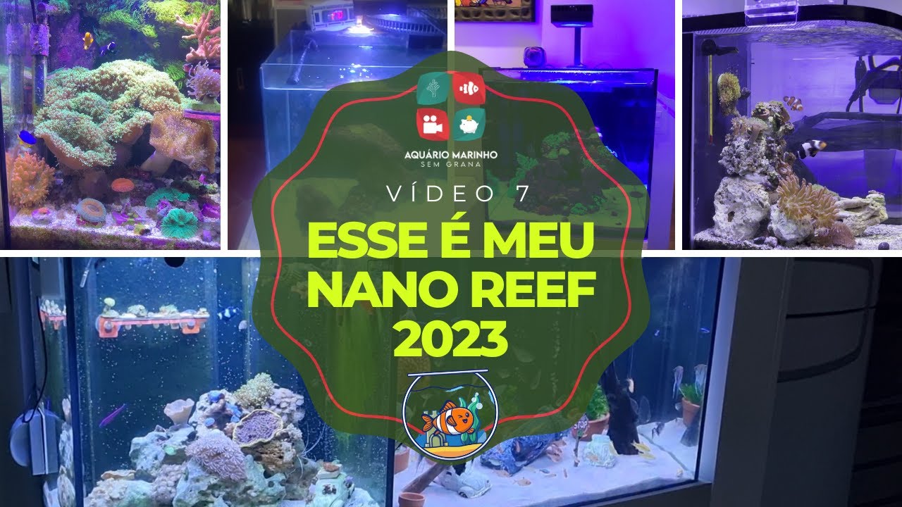 Esse é meu Nano Reef 2023 - Vídeo nº7 - YouTube