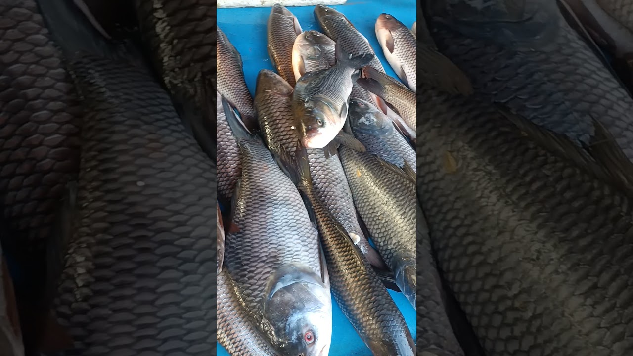 mirgal fish 🐠🐟🐟 ii shorts - YouTube