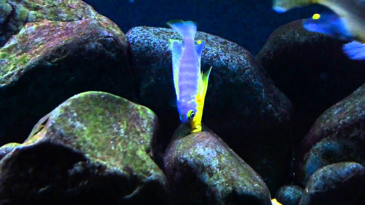 Metriaclima Msobo Magunga Female - YouTube