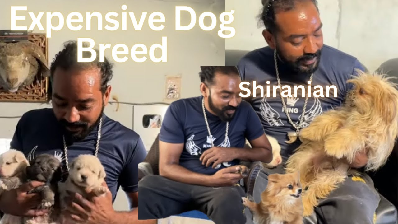 Dogs New breed Shiranian or new Born Puppies Of Pomeranian Dogs | Shero ...