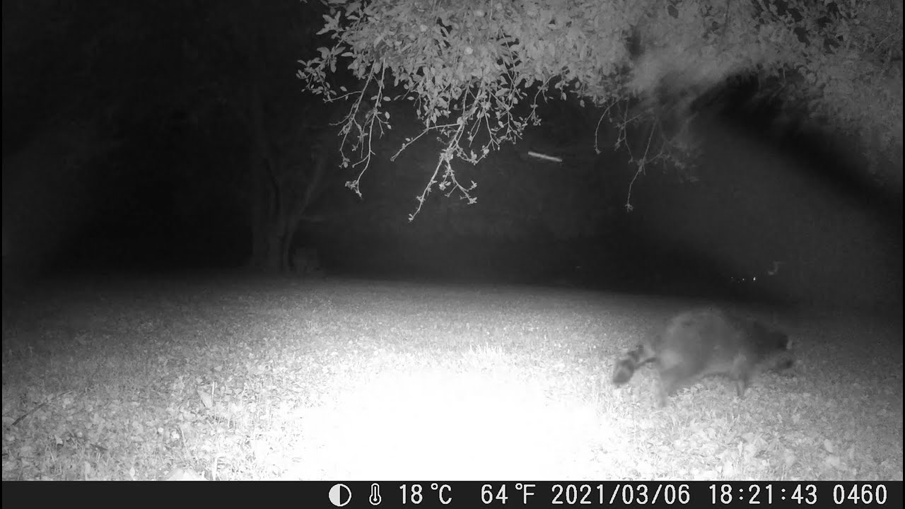 One raccoons and looks like a fox on the edge of darkness night1 trail ...