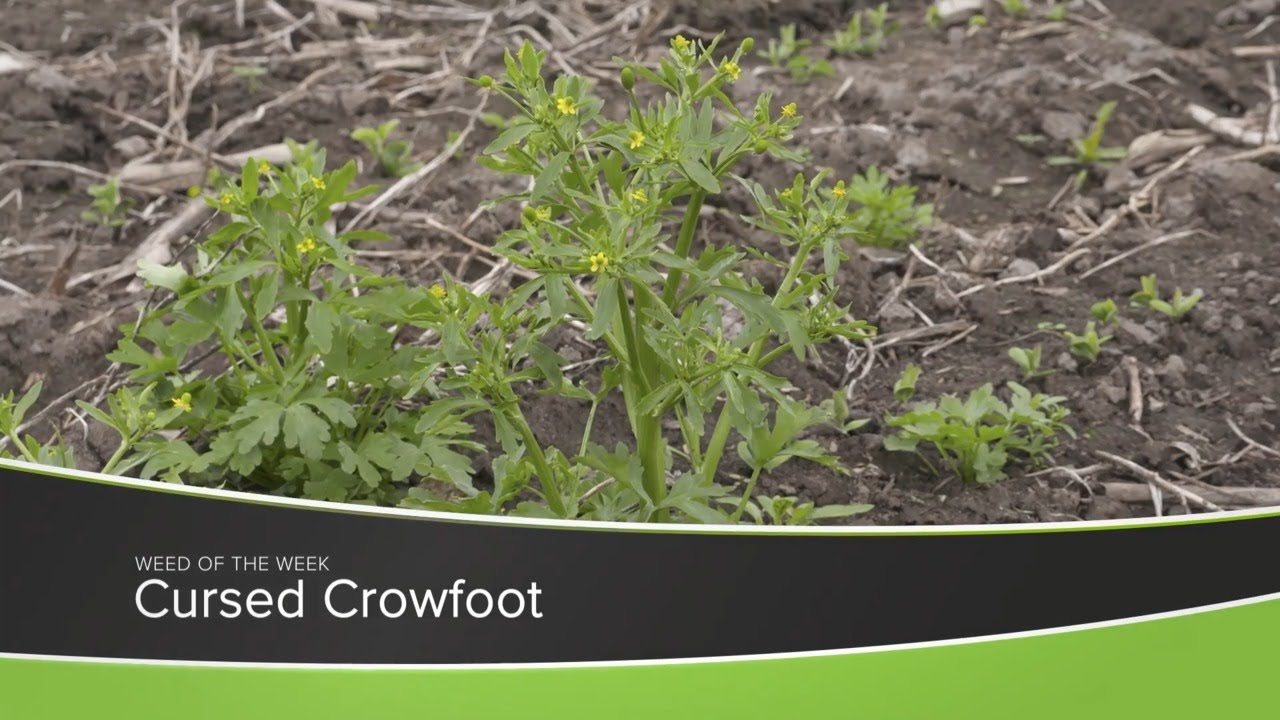 Weed of the Week #1166 Cursed Crowfoot (Air Date 8-9-20) - YouTube
