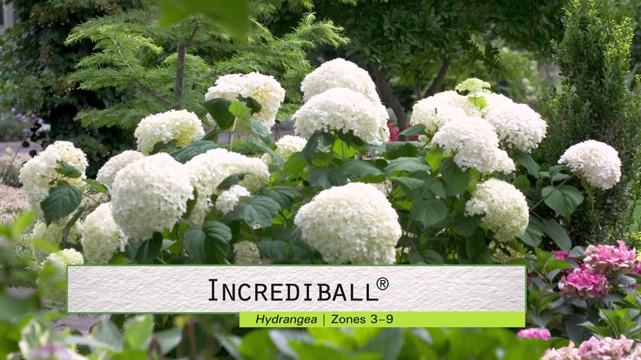 Native Flowering Shrubs Explained | Proven Winners® Shrub Guide - YouTube