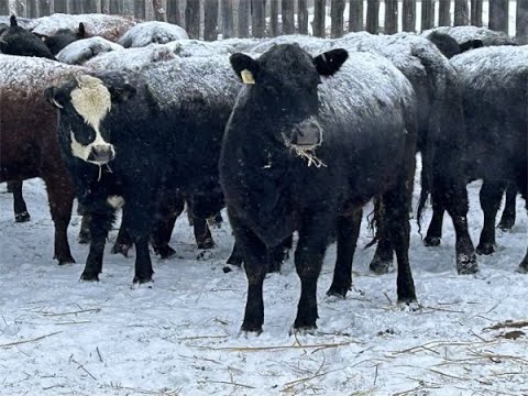Reid Ranching Cremona Angus X Open Heifers - YouTube