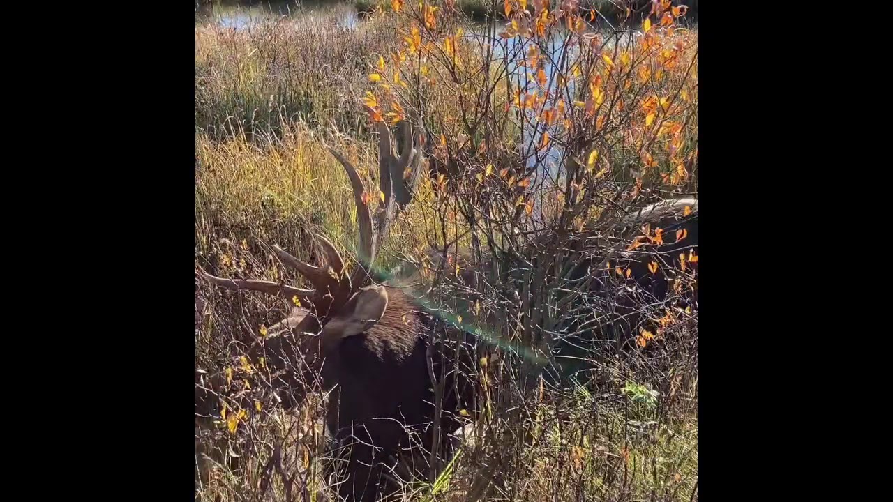 Alberta Monster Bull Moose - YouTube