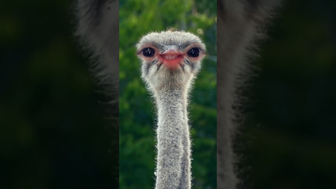 Funny Ostrich - YouTube