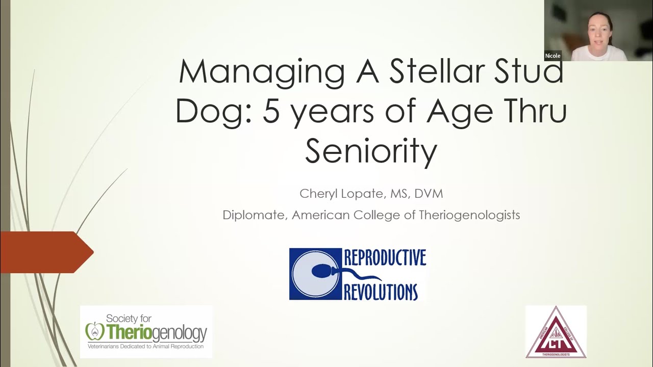Managing A Stellar Stud Dog: 5 Years of Age Thru Seniority - YouTube