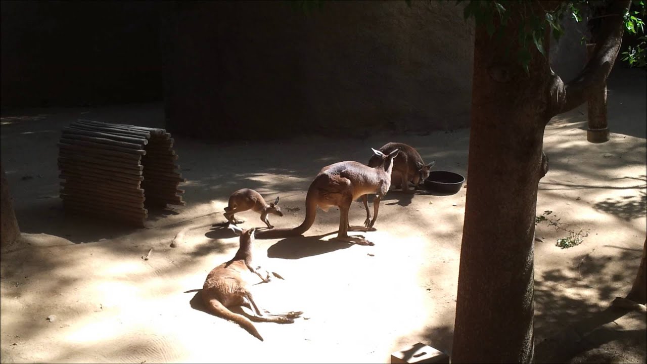 Joey Kangaroos Playing! - YouTube